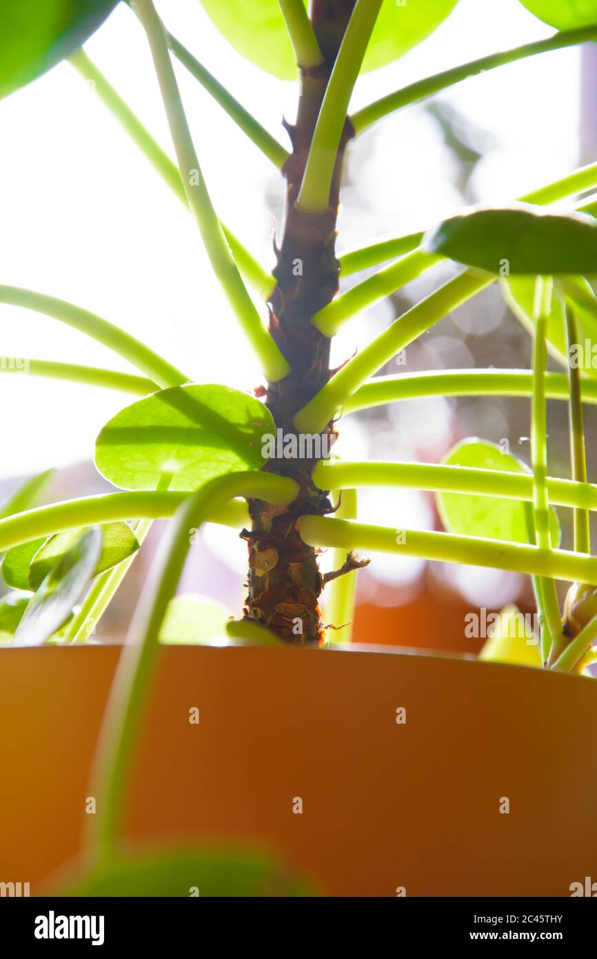 Closeup shot of a green houseplant in a flower pot Stock Photo - Alamy