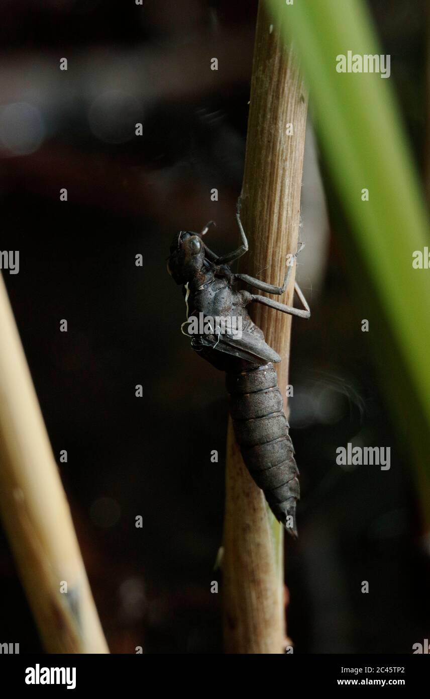 Larval skin of the Hairy Dragonfly Stock Photo - Alamy