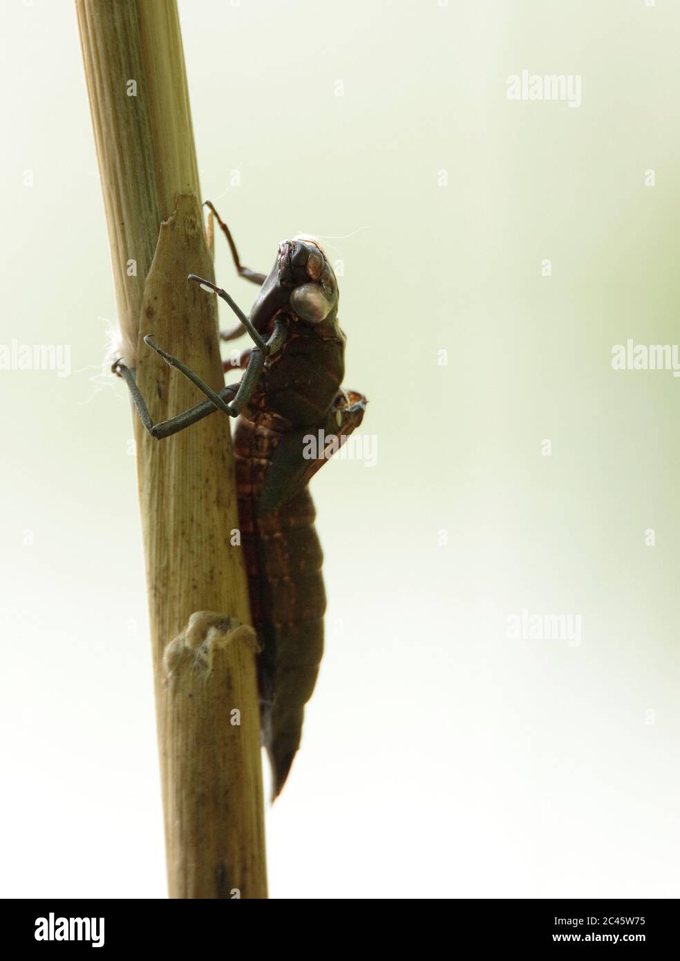 Larval skin of the Hairy Dragonfly Stock Photo - Alamy