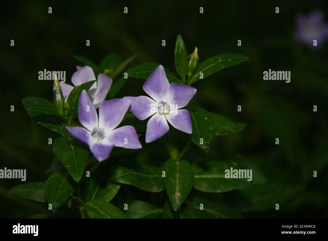 Blue periwinkle colours hi-res stock photography and images - Alamy
