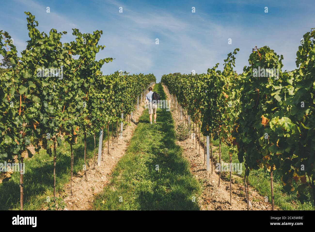 Man walking on path leading through rows of grapevines in vineyard ...