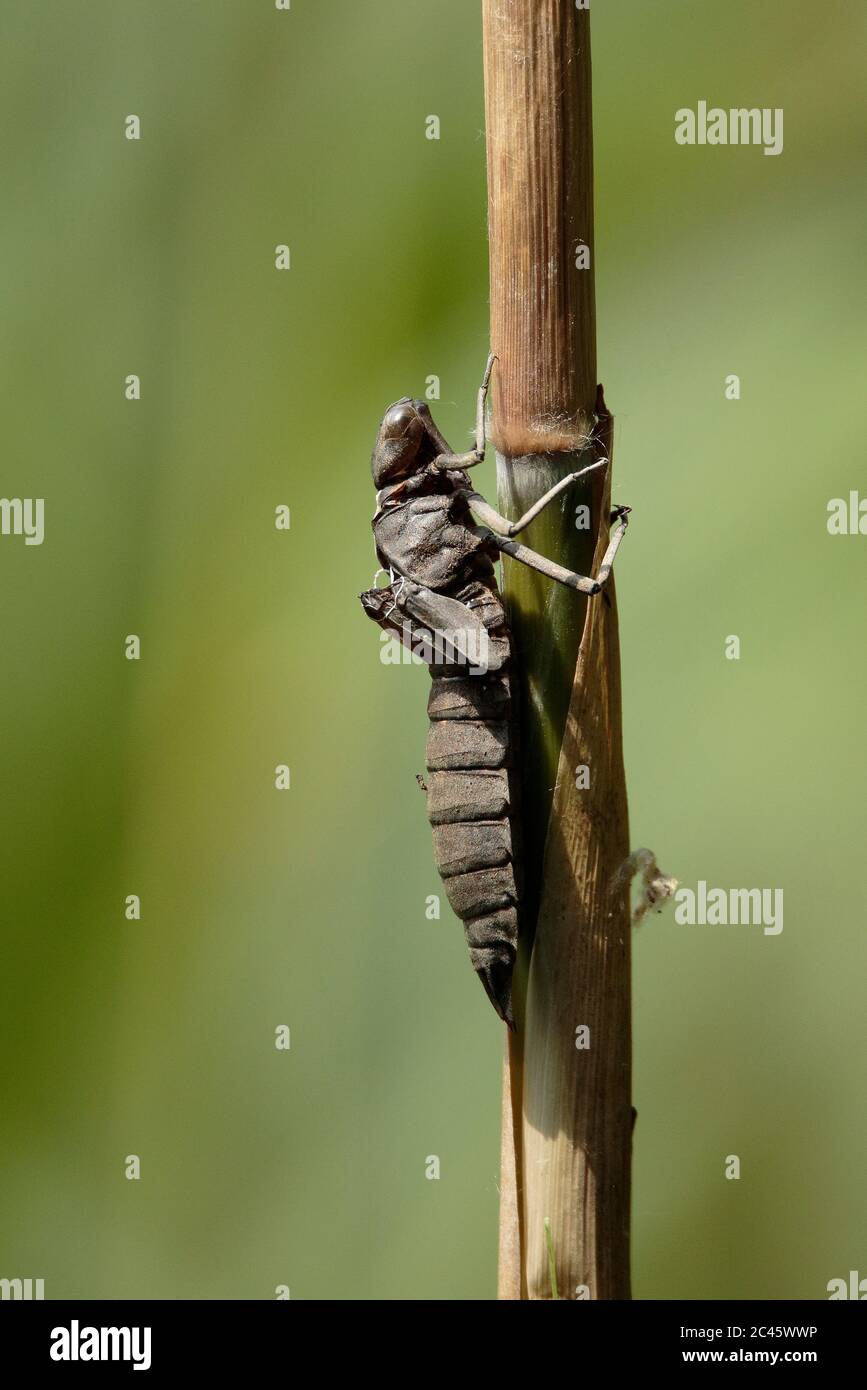 Larval skin of the Hairy Dragonfly Stock Photo - Alamy