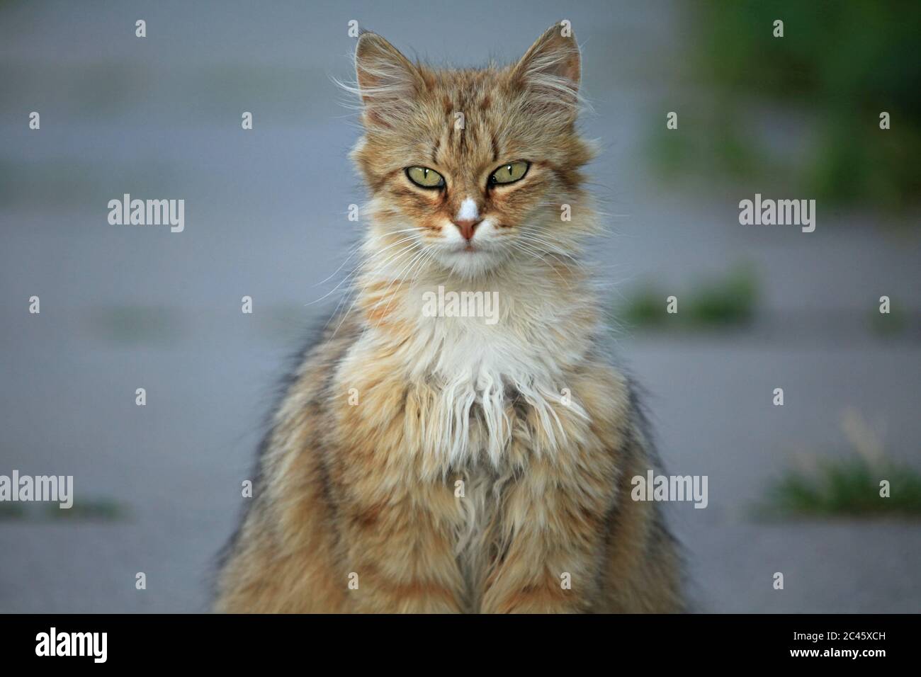 Red, сute and homeless cat with the white fluffy chest dicky. Portrait ...