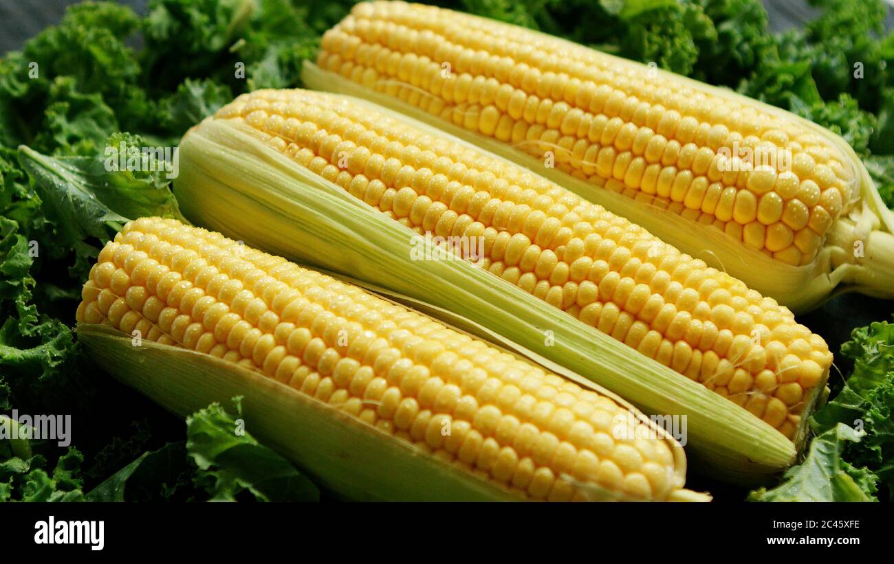 Green sweet corn hi-res stock photography and images - Alamy