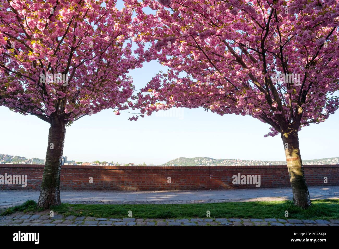 Two cherry trees hi-res stock photography and images - Alamy