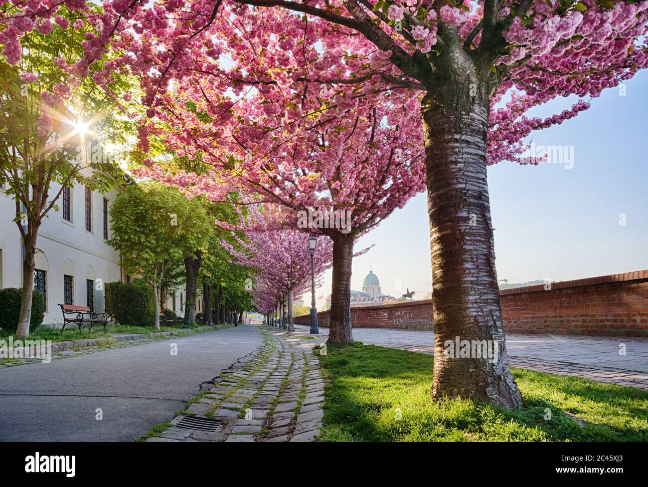 Cherry garden lane hi-res stock photography and images - Alamy