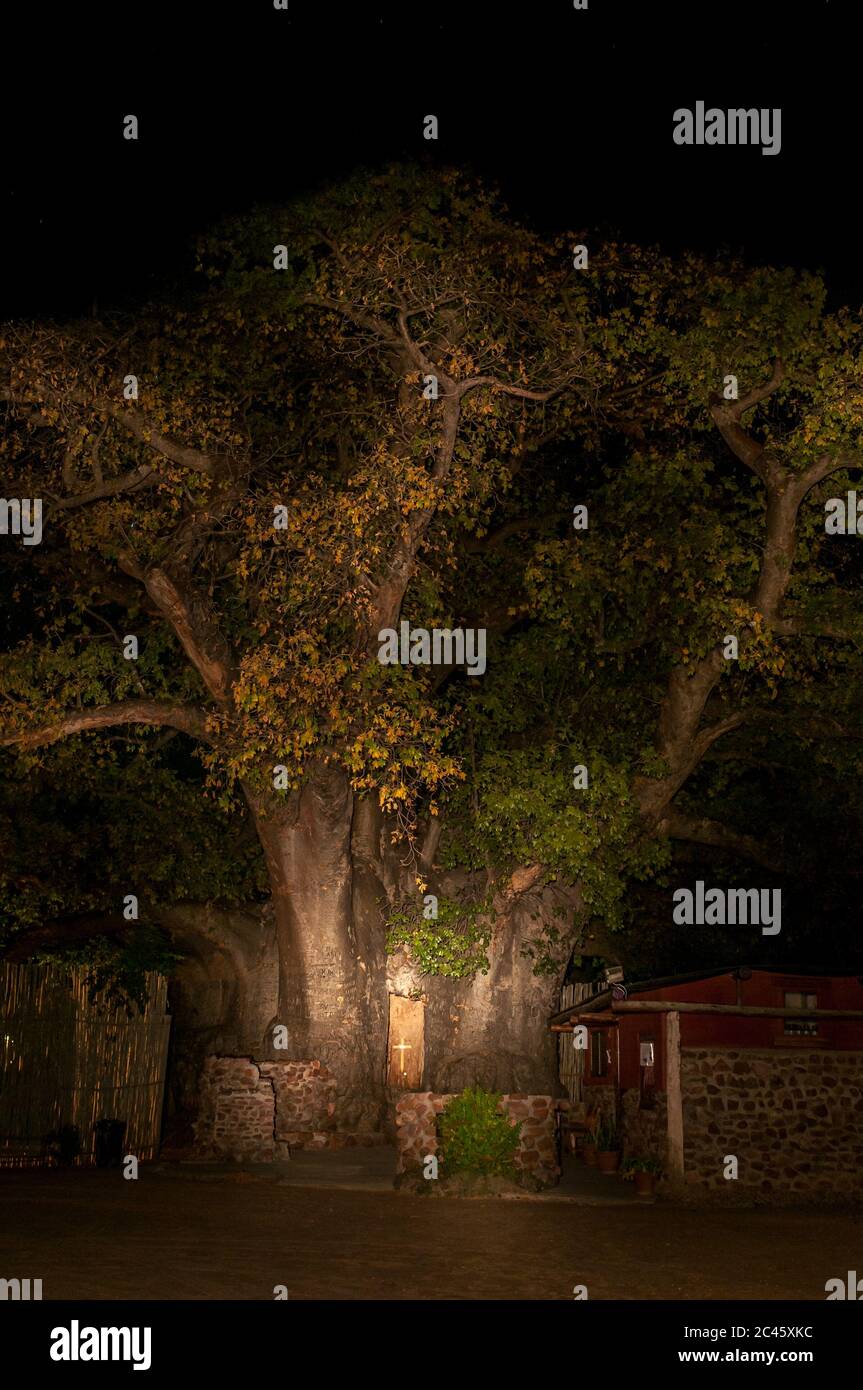 800 year old tree hi-res stock photography and images - Alamy