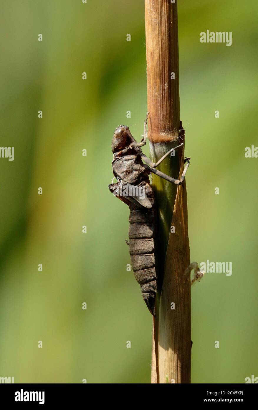 Larval skin of the Hairy Dragonfly Stock Photo - Alamy
