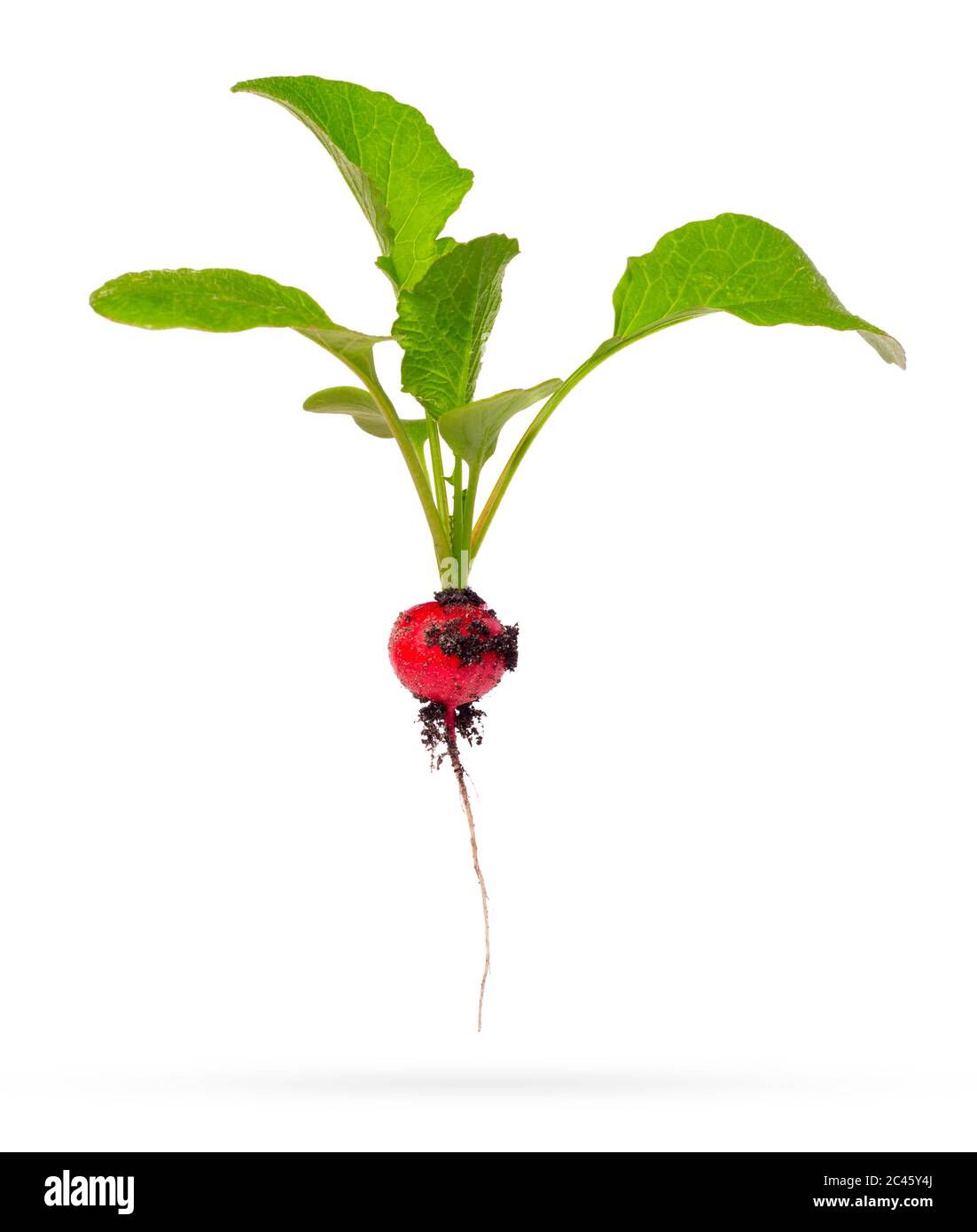 Fresh young radish with green leaves and dirt isolated on a white ...