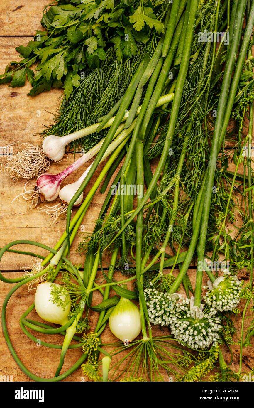 Set of fresh fragrant herbs for pickling. Ripe young onion and garlic ...