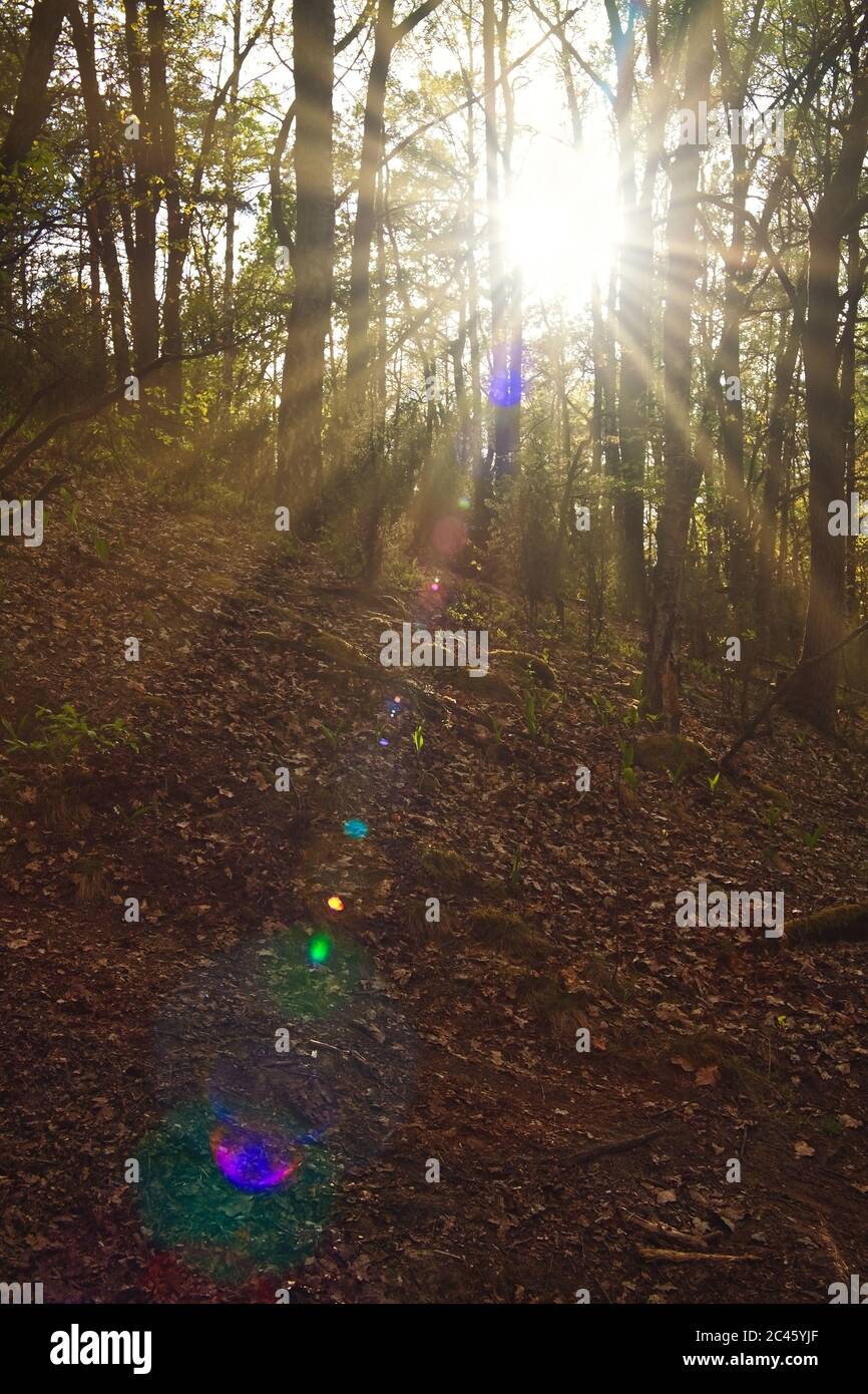 Sun beaming through trees in a forest Stock Photo - Alamy
