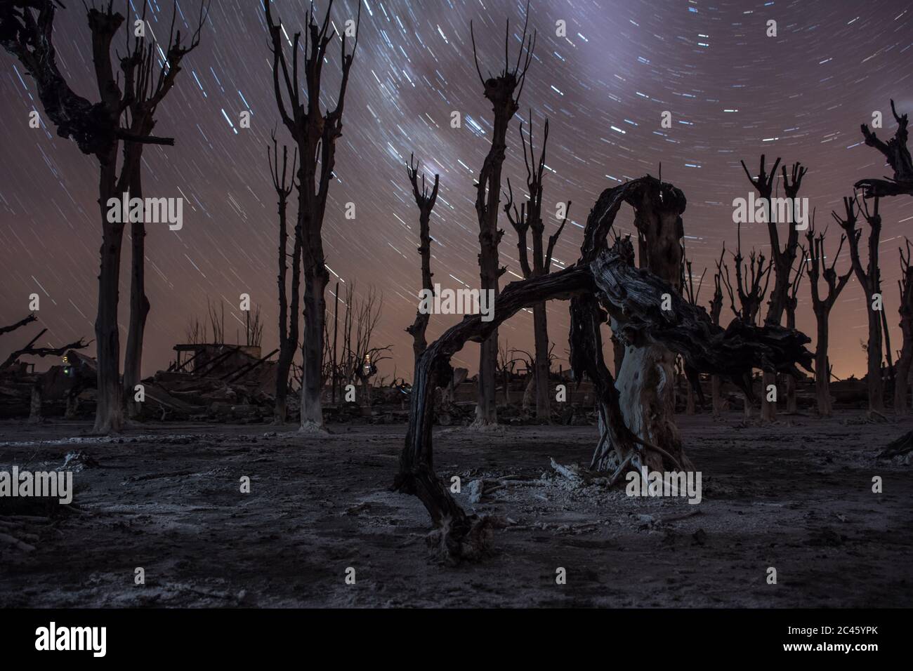 Dead trees under the beautiful starry night sky Stock Photo - Alamy