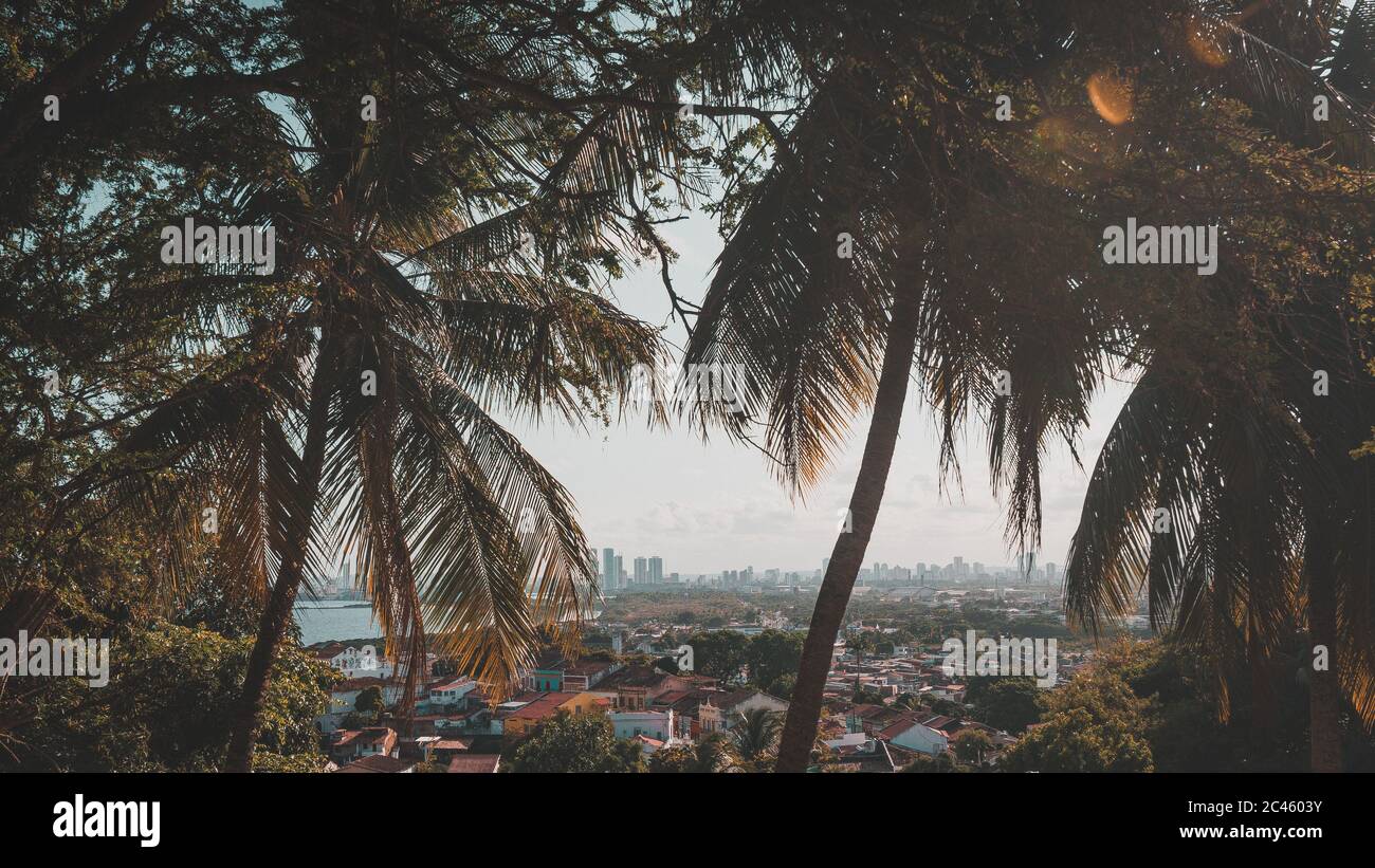 High angle shot of a beautiful cityscape in Olinda with palm trees in ...