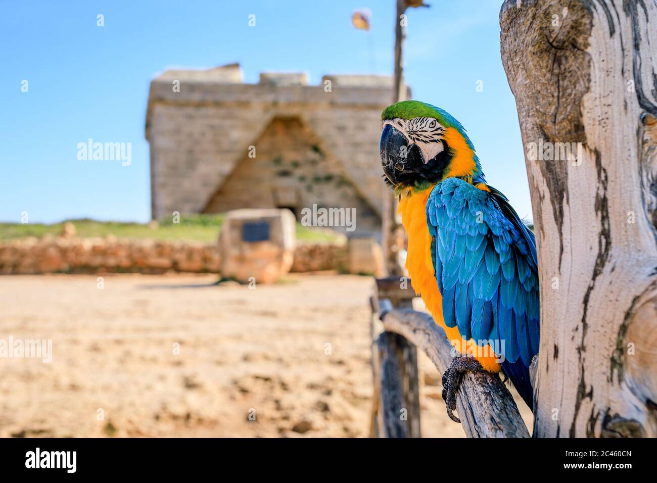 Colourful wild ara parrot Stock Photo - Alamy