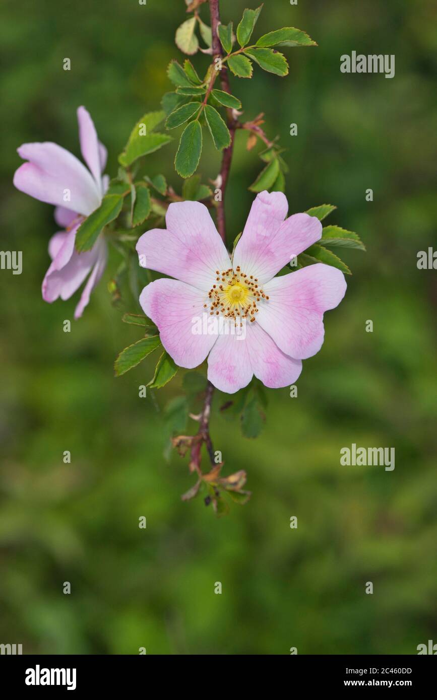 Dog rose (Rosa canina Stock Photo - Alamy