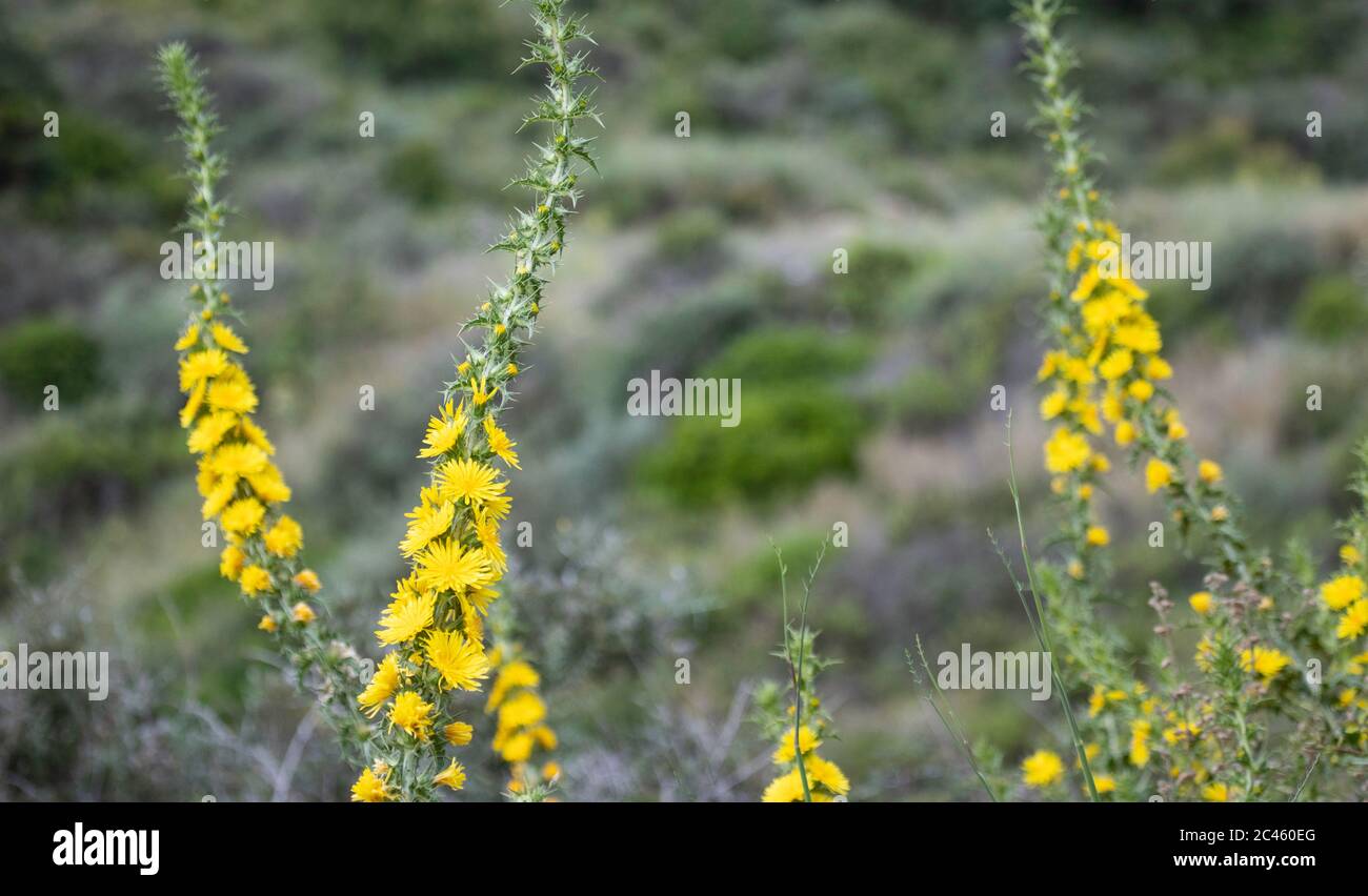 Aaron's Rod long stalked yellow flowered wild plant Stock Photo - Alamy