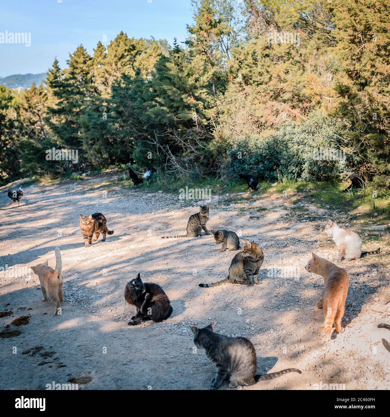 The path of cats hi-res stock photography and images - Alamy