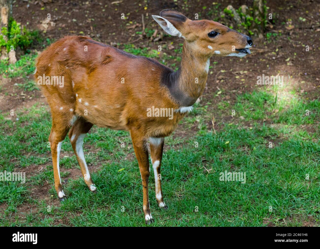 Bush buck at the mount kenya animal orphanage, Laikipia county, Mount ...