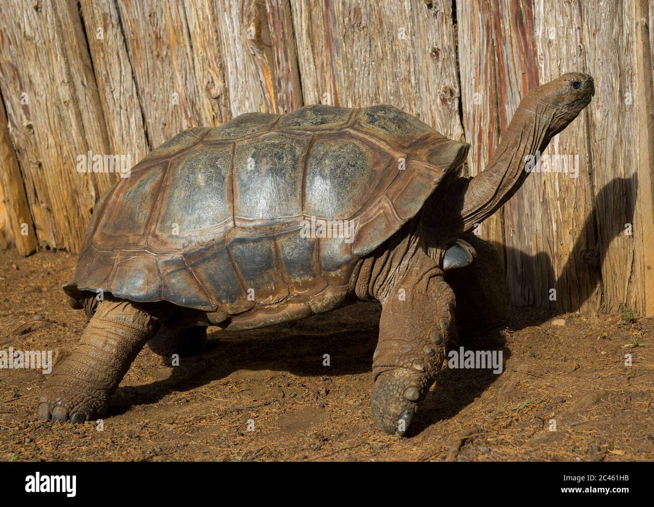 Turtle at the mount kenya animal orphanage, Laikipia county, Mount ...