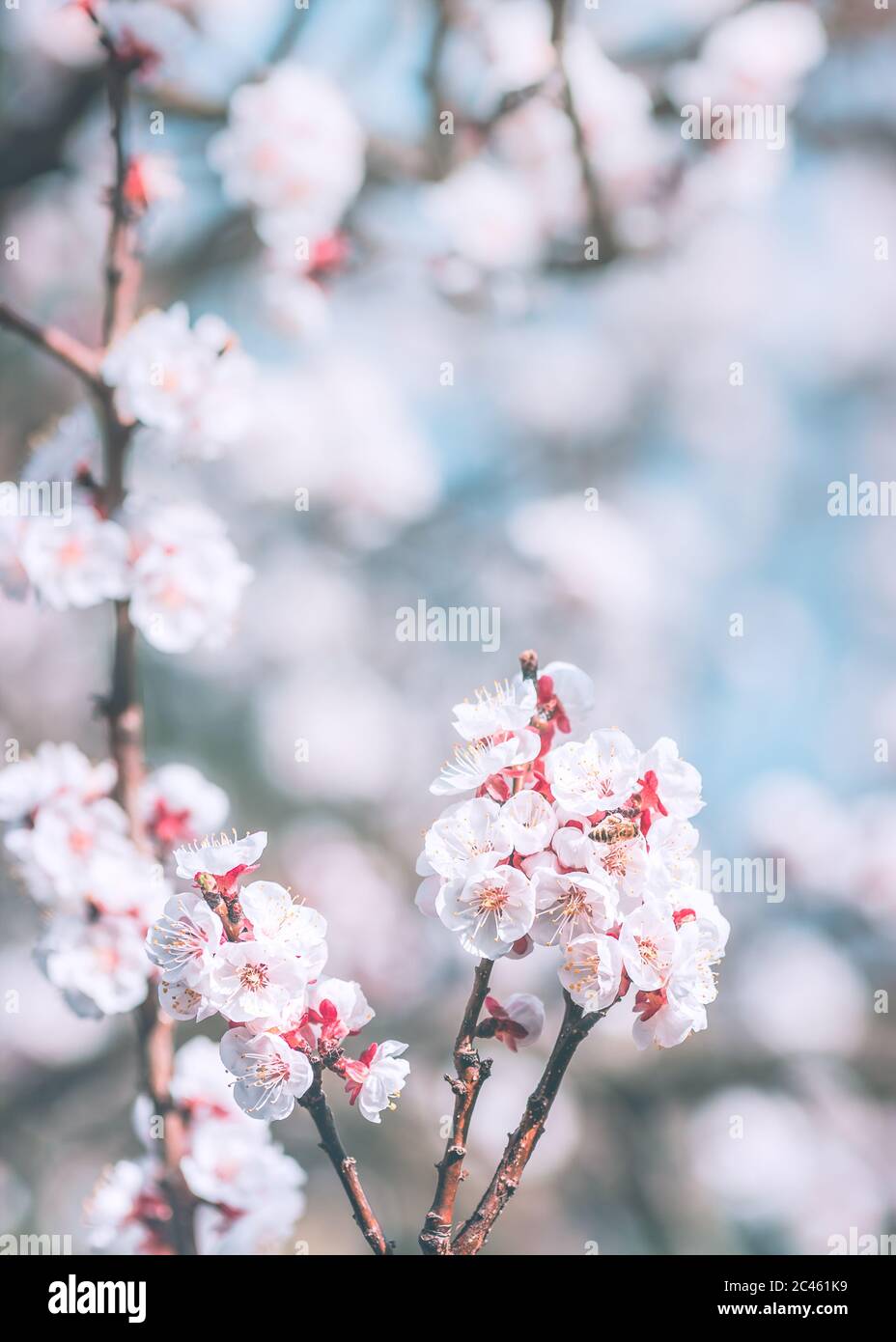 Almond tree image hi-res stock photography and images - Alamy