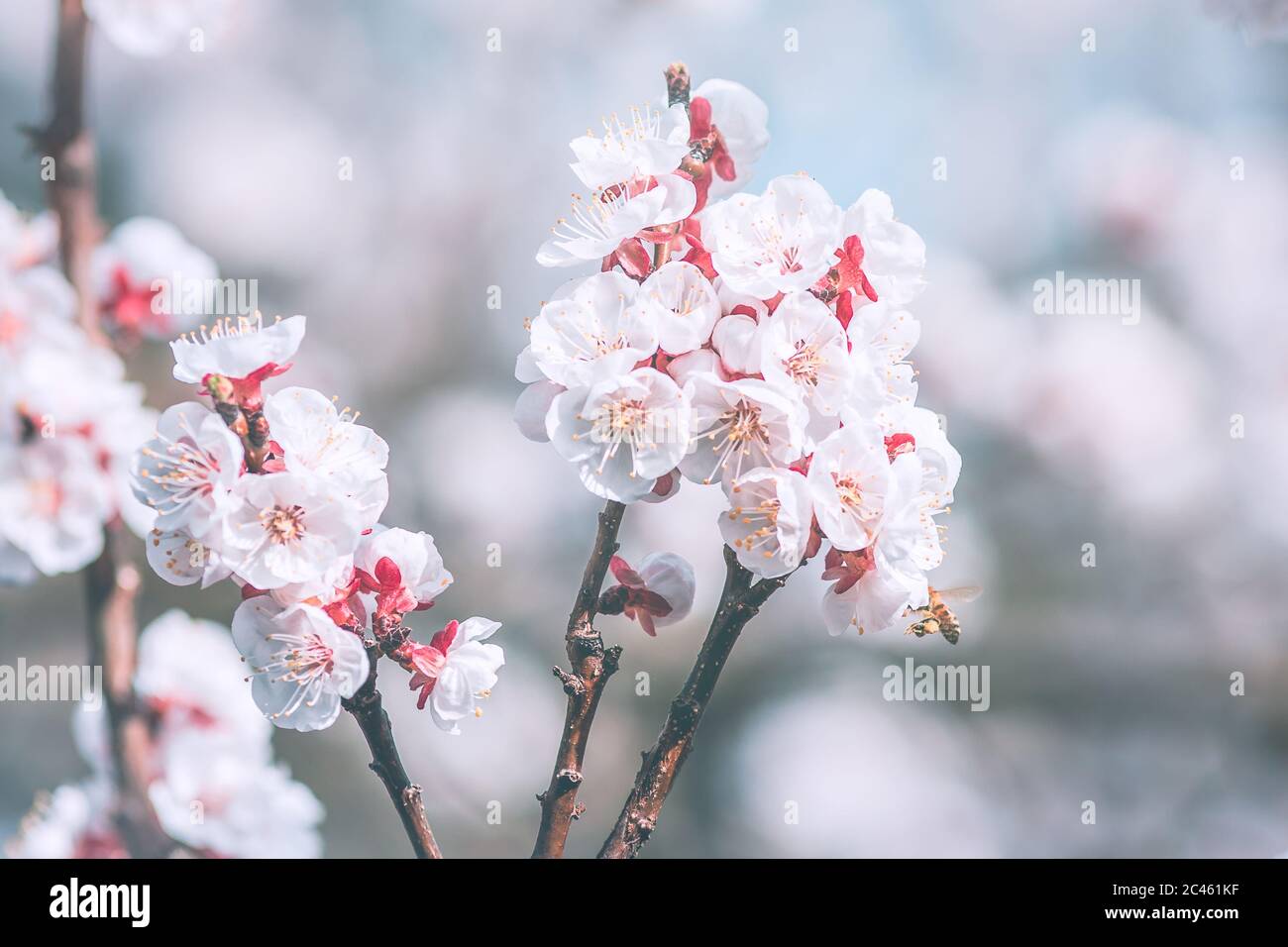 Beautiful tree blossom hi-res stock photography and images - Alamy
