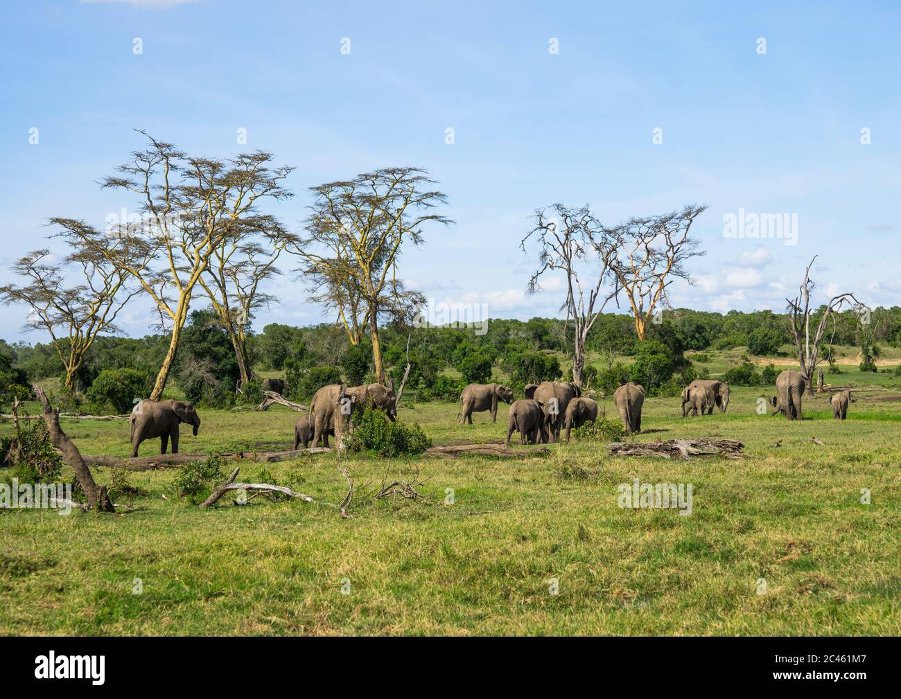 African plain scene hi-res stock photography and images - Alamy
