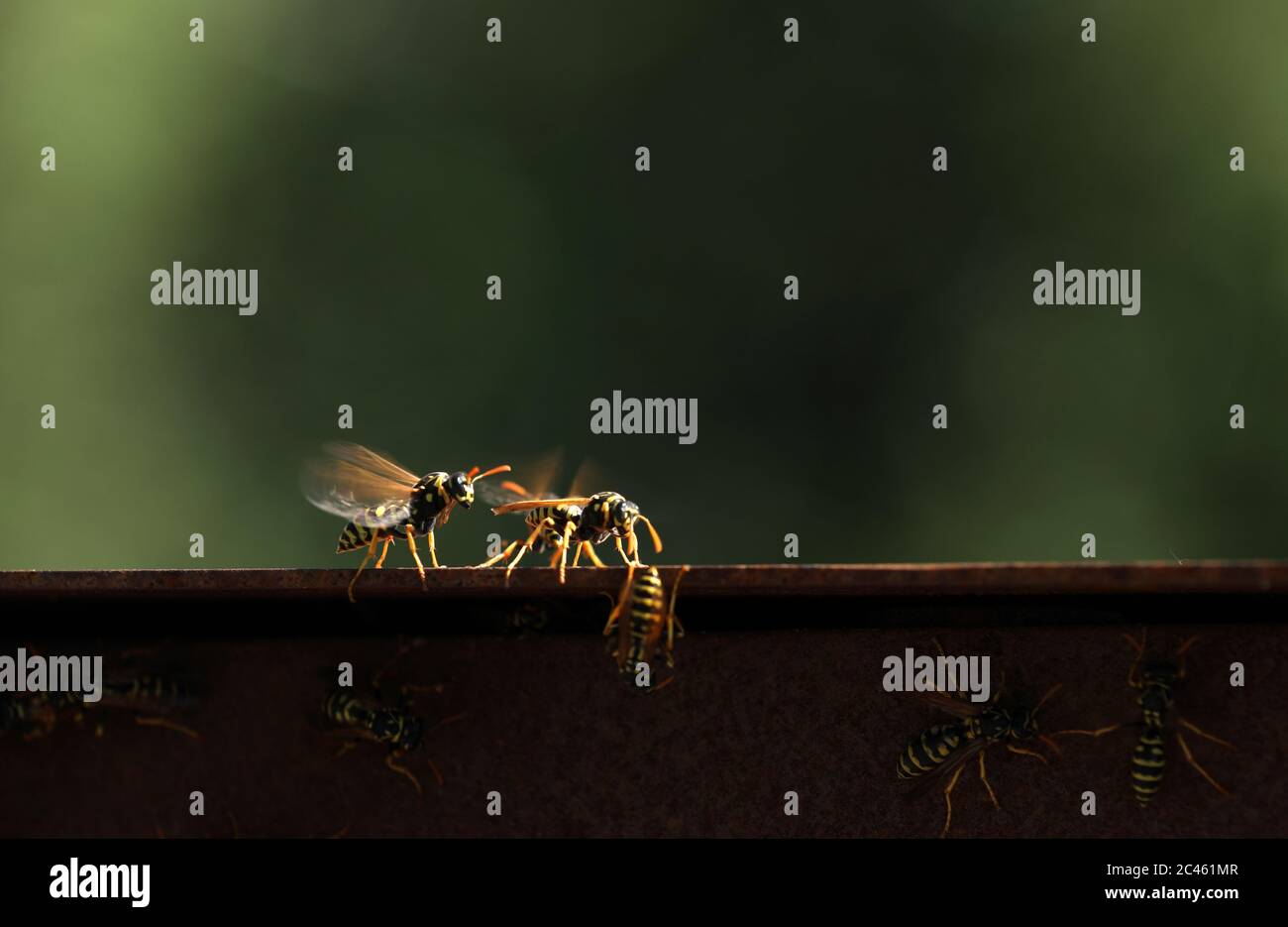 Wasps fan hi-res stock photography and images - Alamy