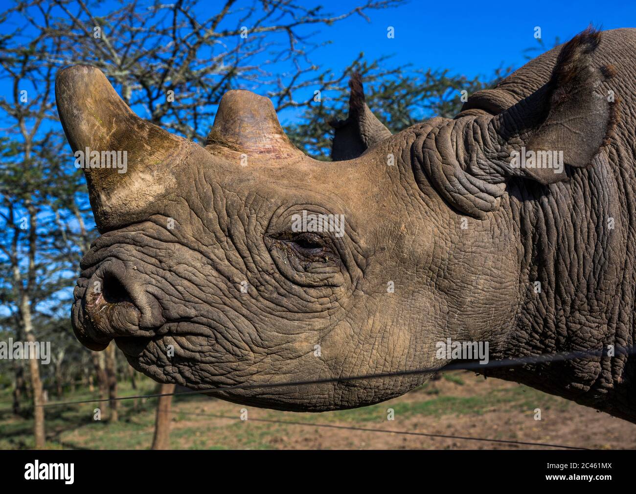 Black rhino head close up, Laikipia county, Ol pejeta, Kenya Stock ...