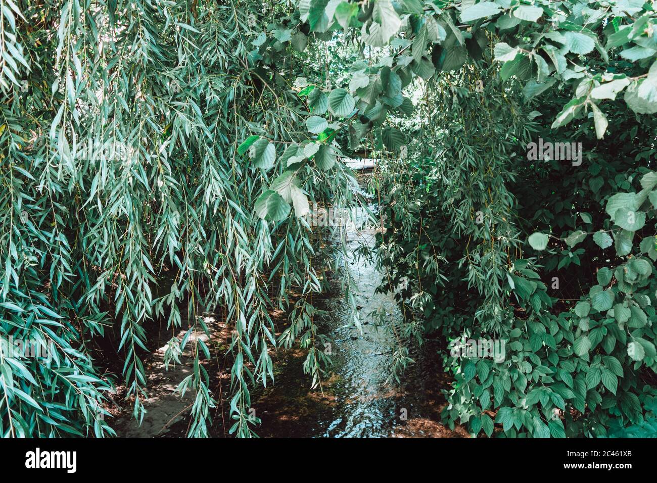 Branches of a weeping willow tree over the water stream Stock Photo - Alamy