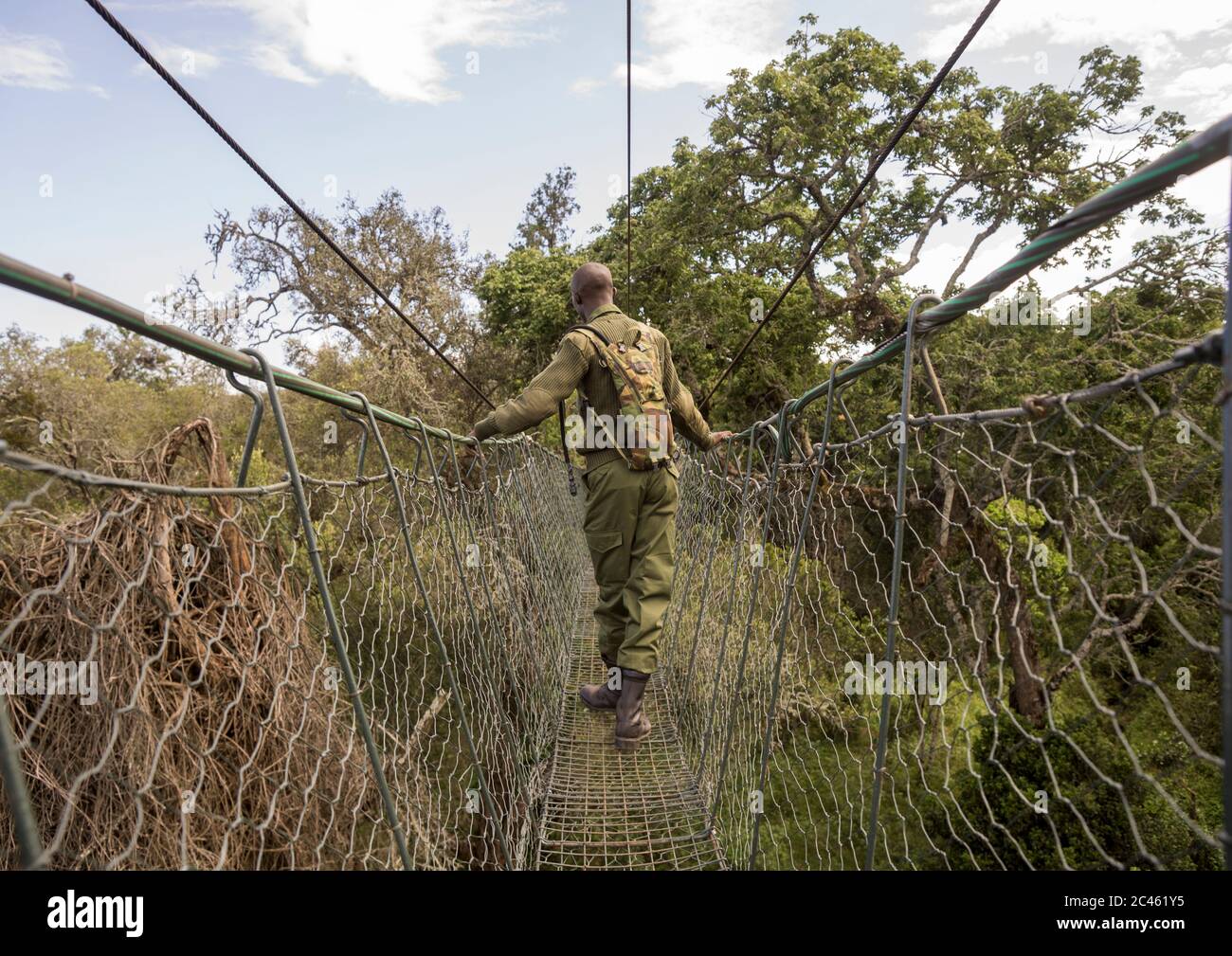 A ranger walking on a rope bridge over the jungle, Laikipia county ...