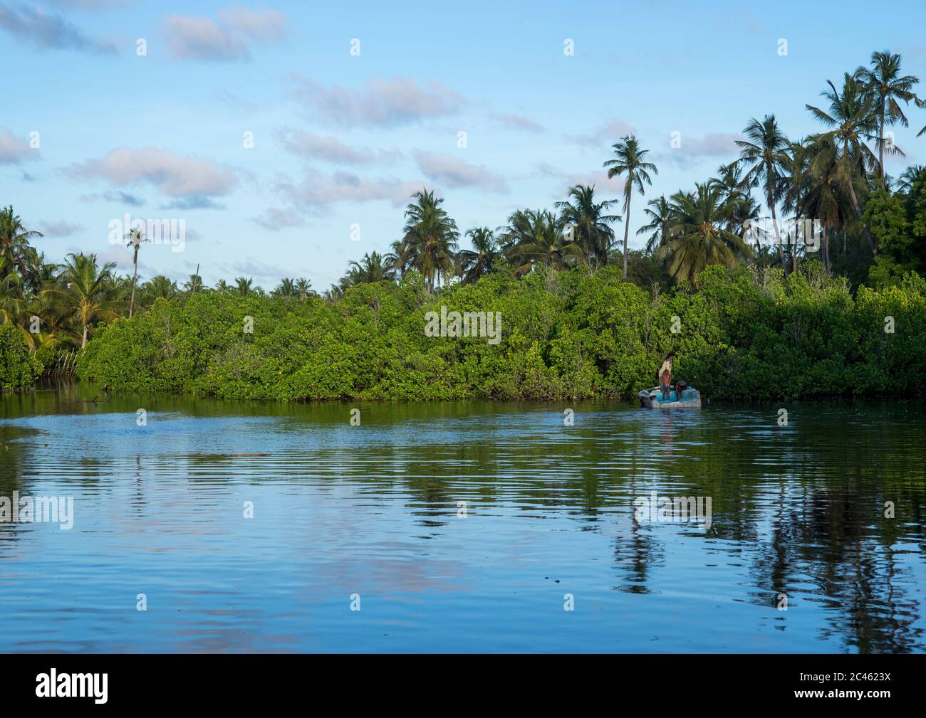 Mangrove on the sea, Lamu county, Matondoni, Kenya Stock Photo - Alamy