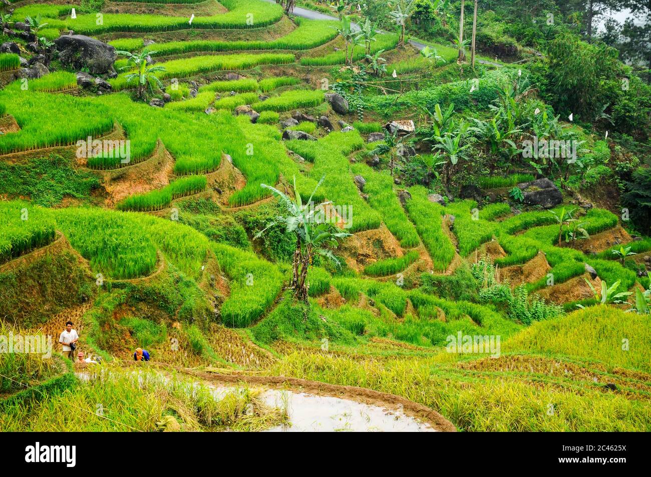 Beautiful green rice terrace paddies in Bogor district, west Java ...