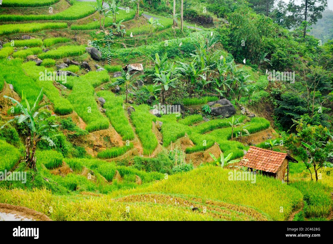 Java indonesia rice paddies hi-res stock photography and images - Alamy