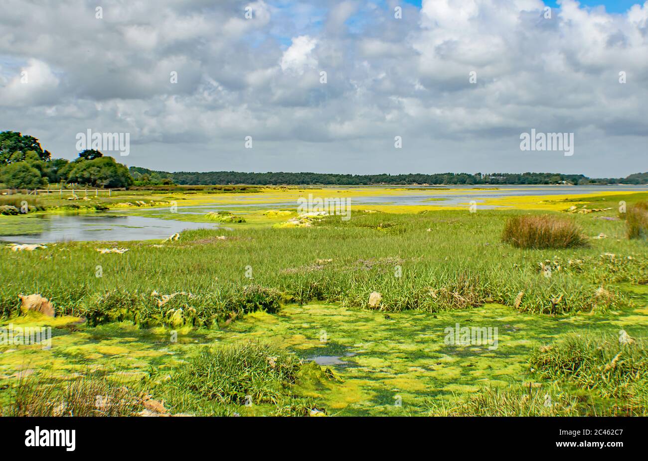 A view across the beautiful vibrant green and yellow hues of Brands Bay ...
