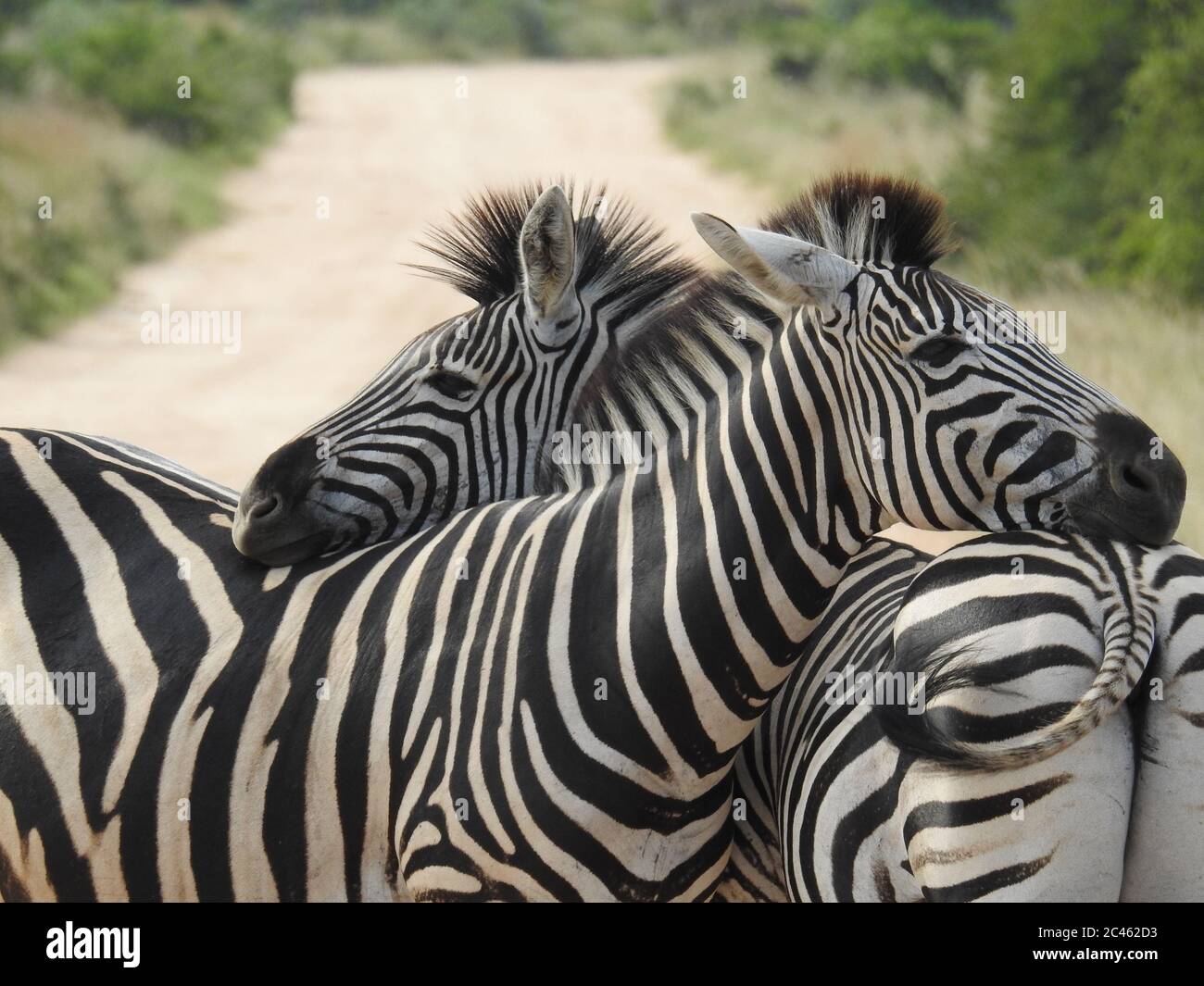 Closeup shot of two zebras hugging each other with a blurry background ...