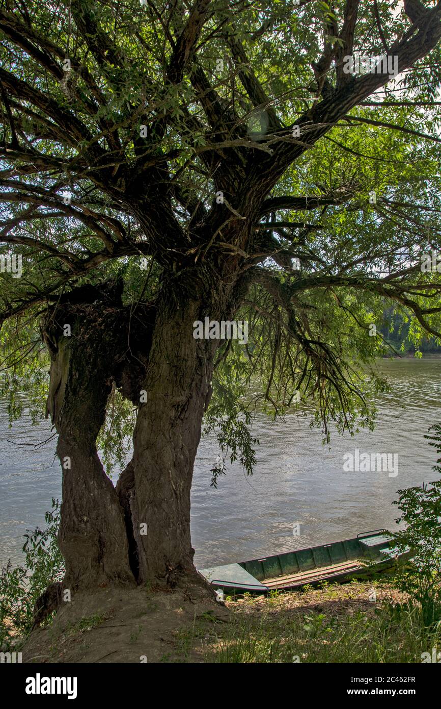 The Tisa River flows silently through the plain. Fishing boat are tied ...