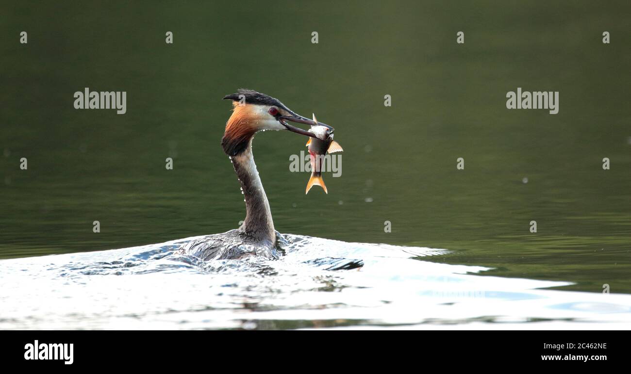 Grebe in flight hi-res stock photography and images - Alamy