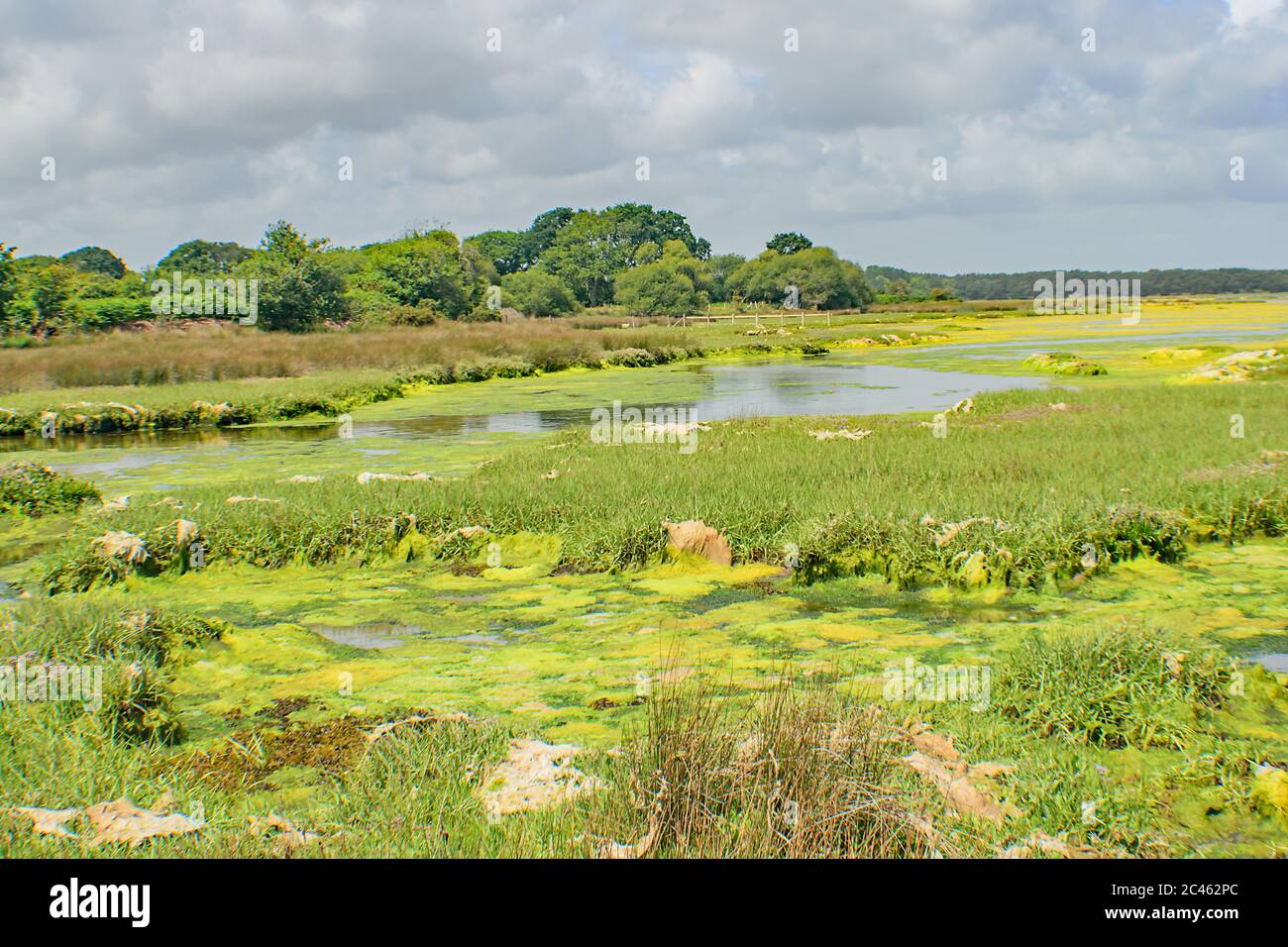 A view of the beautiful vibrant colours of Brands Bay shallow reed ...