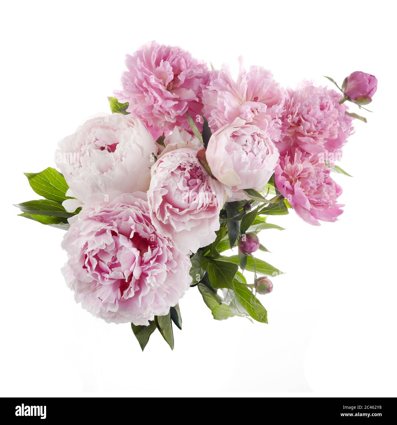Beautiful pink peonies branch isolated on white background. Pink floral ...