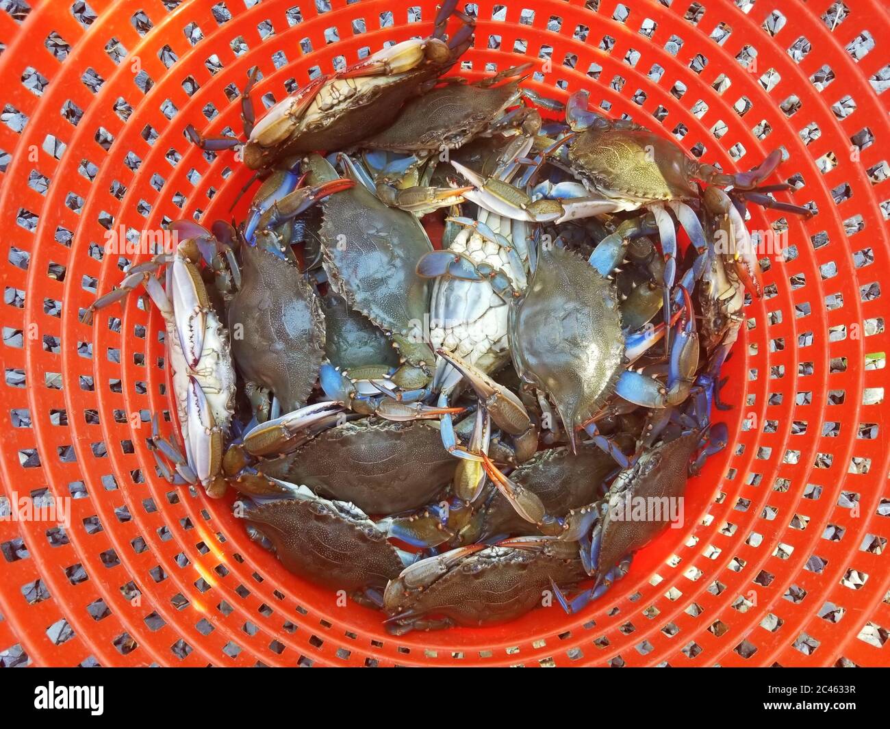 A bucket filled with live blue crabs caught from the bay Stock Photo ...