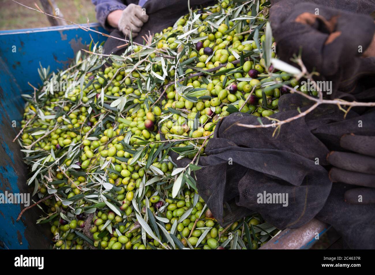 Xylella olive hi-res stock photography and images - Alamy