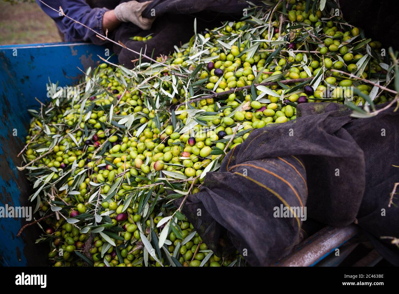 Green olives harvest in Puglia, Italy Stock Photo - Alamy