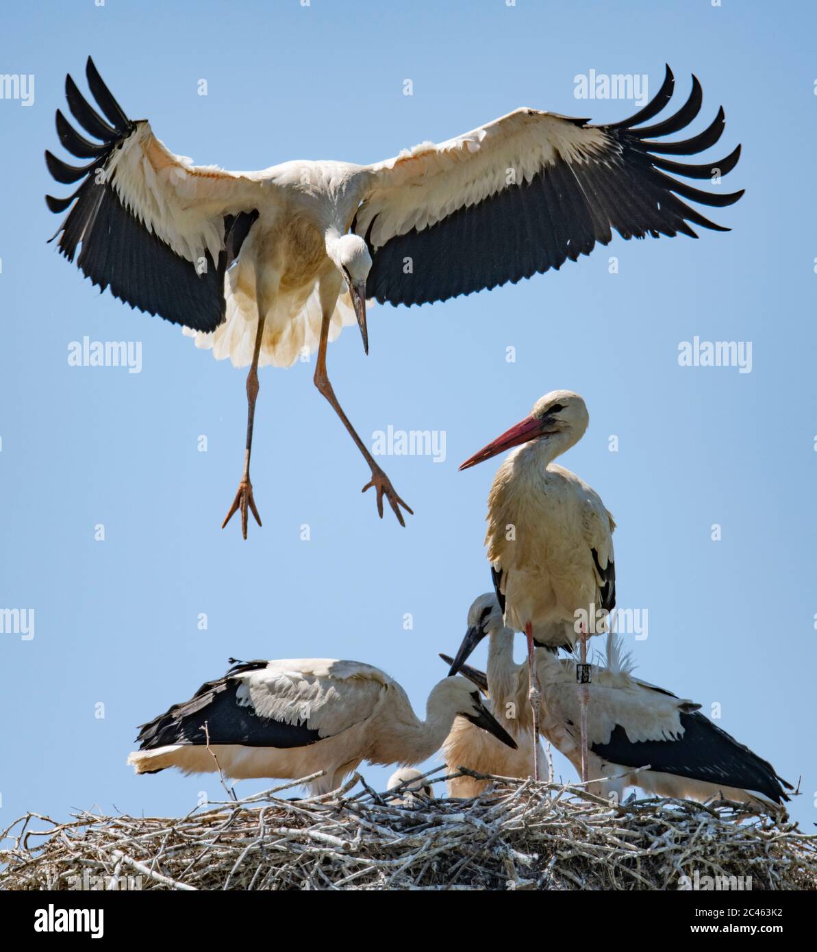 Biebesheim, Germany. 24th June, 2020. A young white stork makes its ...