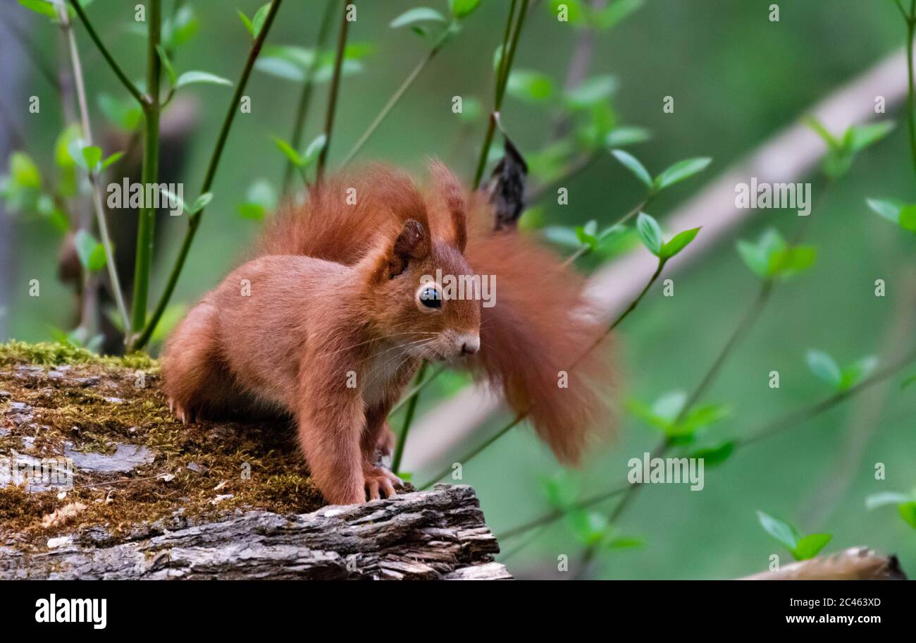 Red squirrel, Sciurus vulgaris in the forest with plants in the ...