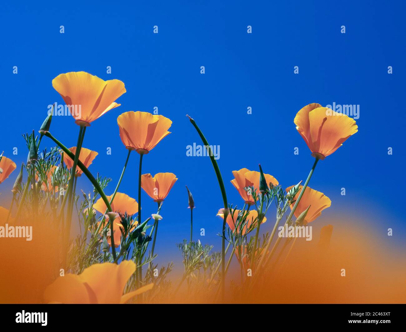Eschscholzia californica - Californian Poppy Norfolk, UK May Stock ...