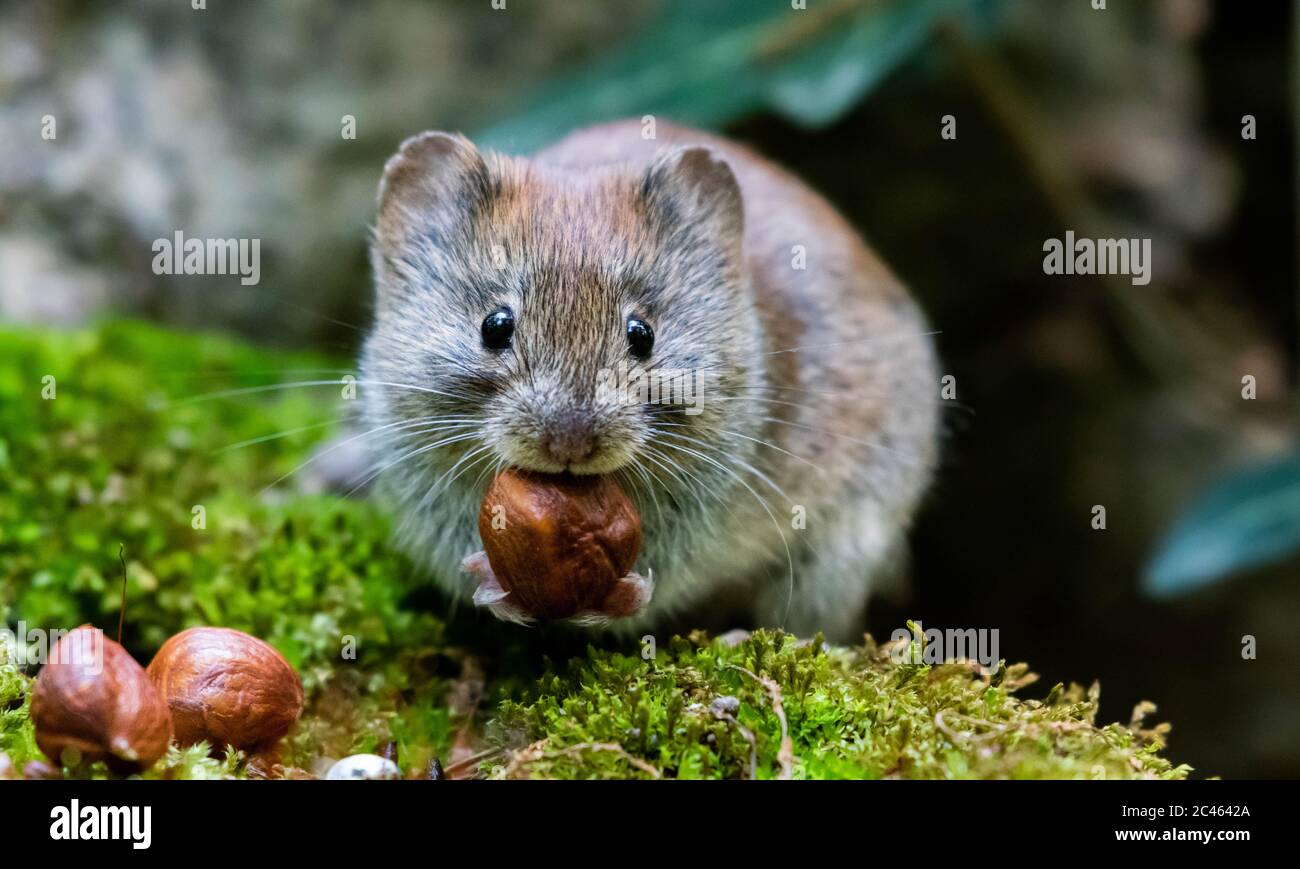 Waldpark Mannheim High Resolution Stock Photography and Images - Alamy