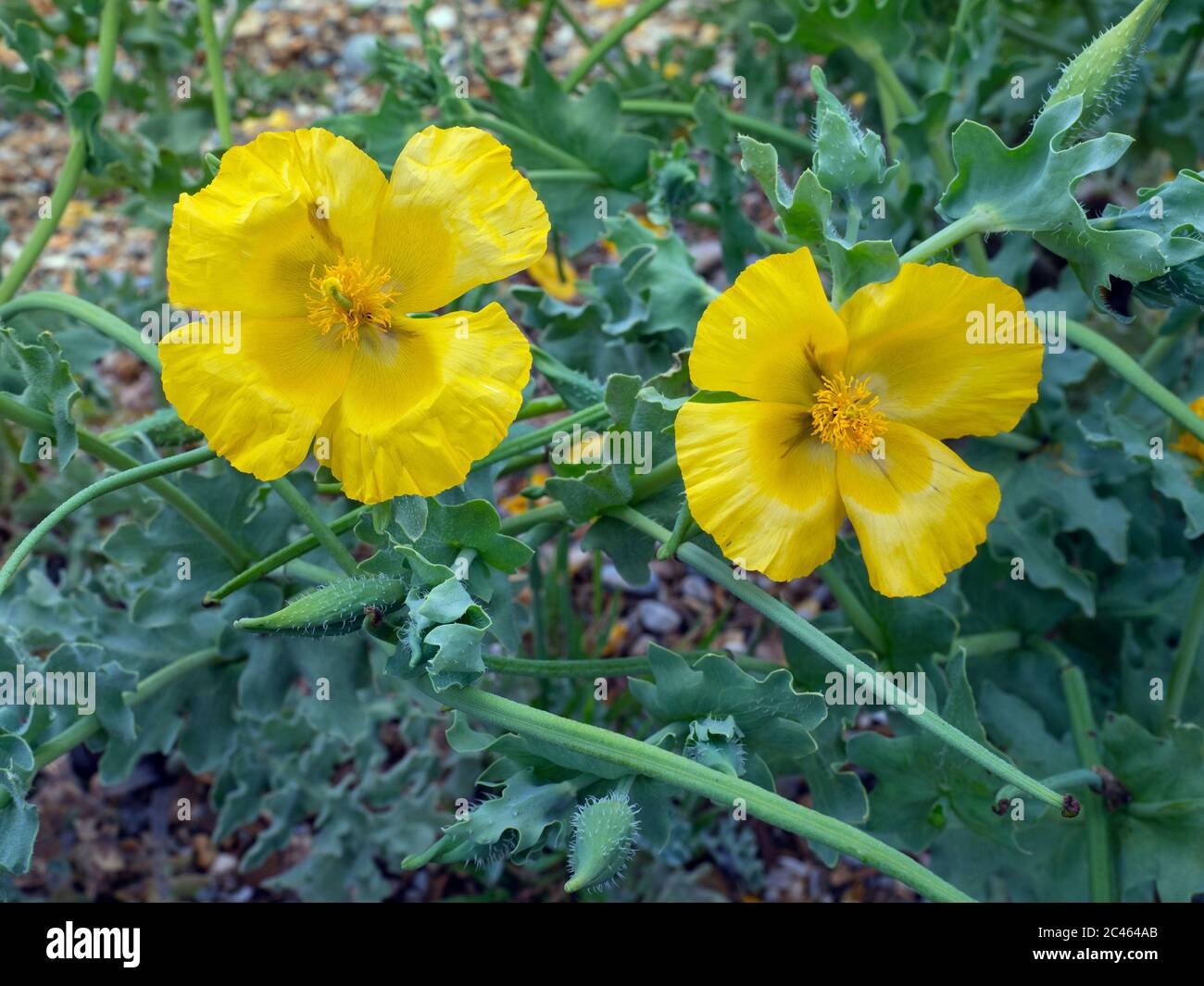Glaucium flavum - Horned Poppy - growing on shingle beach Norfolk Stock ...