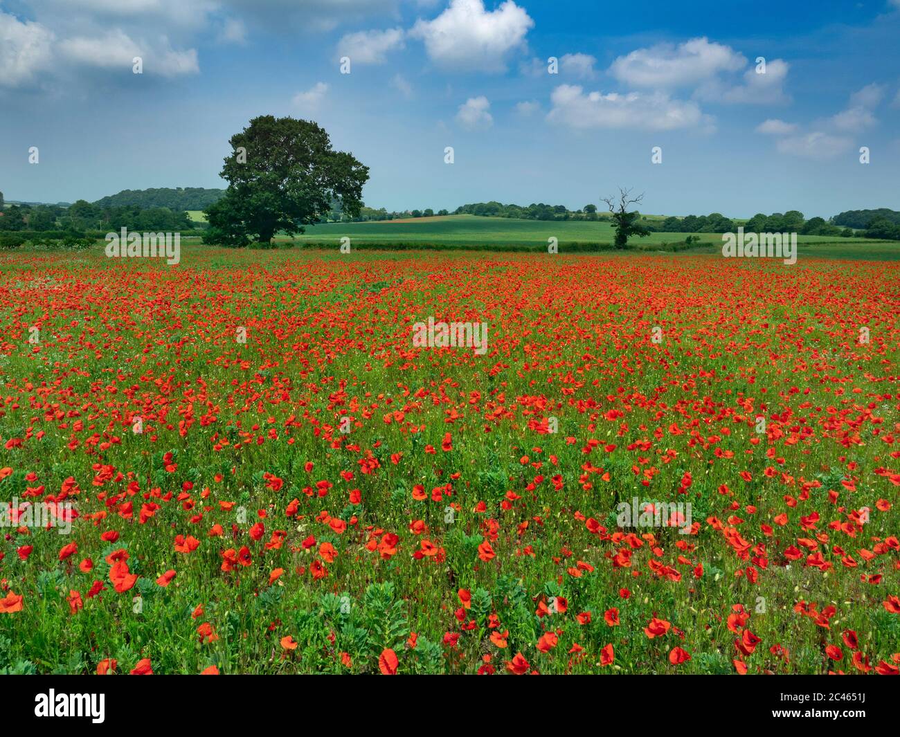 English poppy hi-res stock photography and images - Alamy