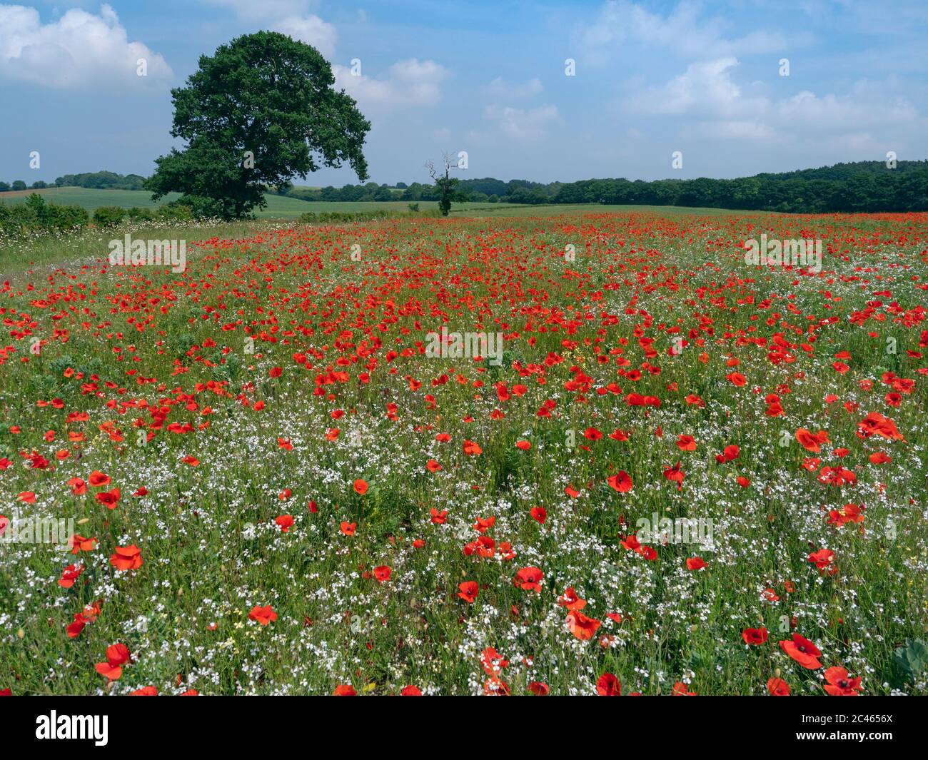 Papaver rhoeas - Corn poppies growing in failed bean crop June Norfolk ...