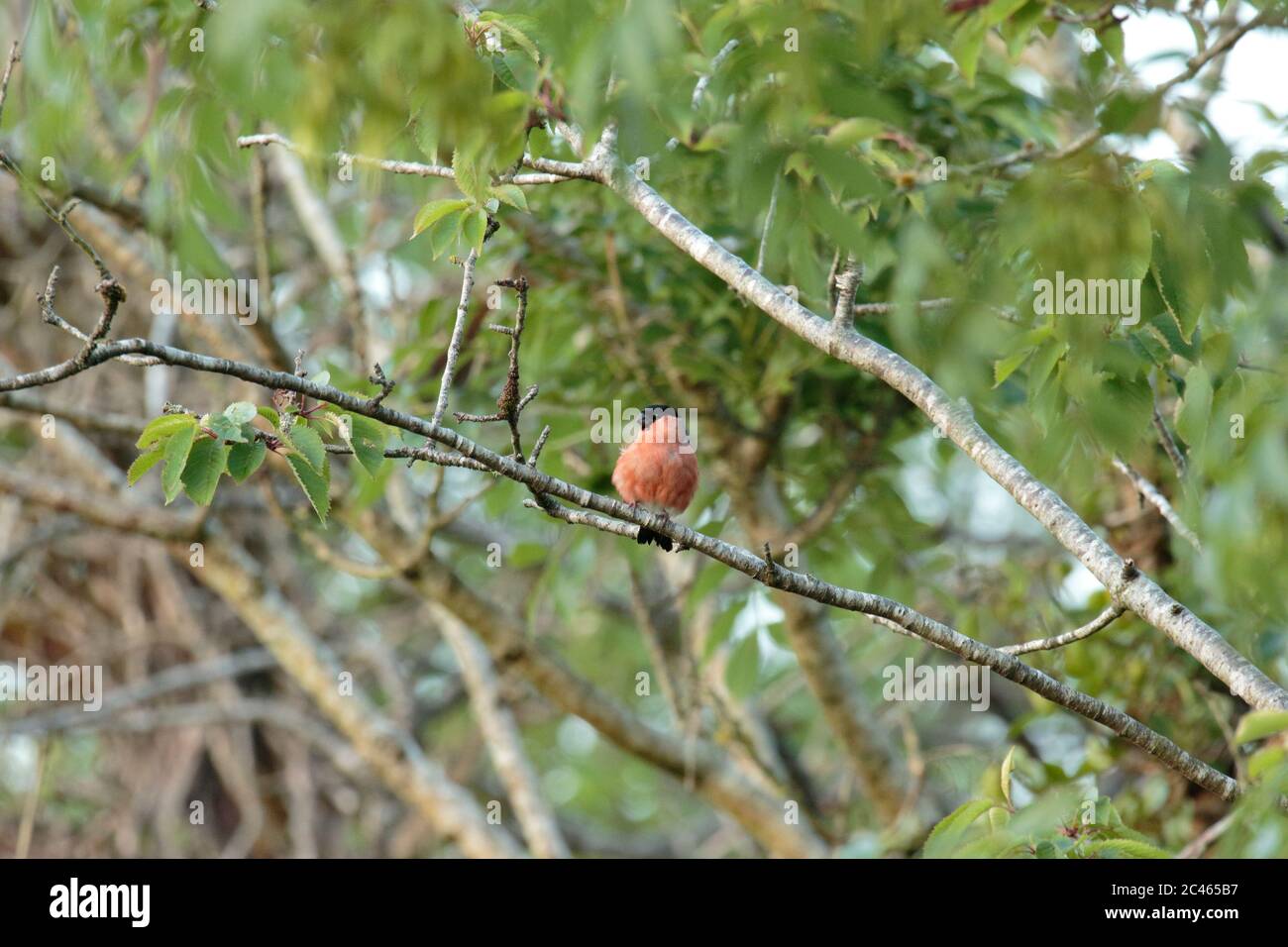 Flying male bullfinch hi-res stock photography and images - Alamy